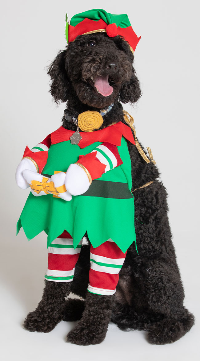 Jingle Elf Dog Costume, Green and Red Elf Pet Costume - Yandy.com