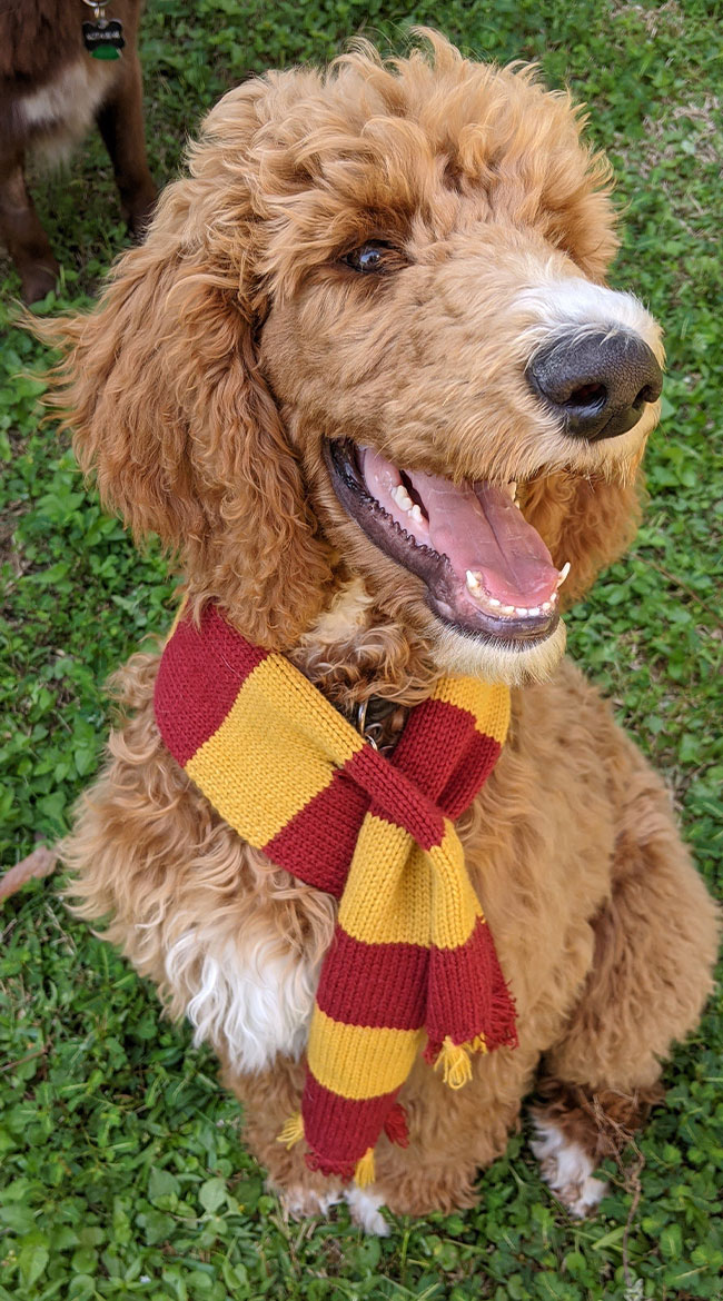 Hipster Wizard Pet Costume, Harry Potter Pet Costume - Yandy.com
