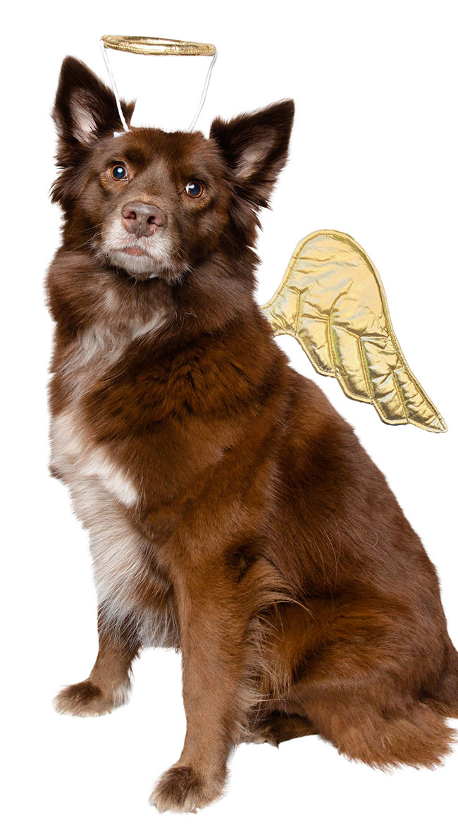 Angelic Pup Pet Costume, Angel Dog Costume - Yandy.com
